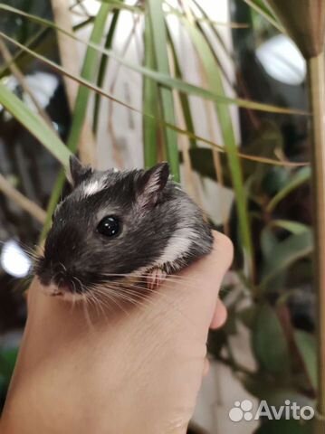 Отдаем Песчанок бесплатно в добрые руки