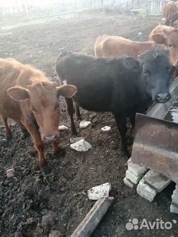 Телки годовалые