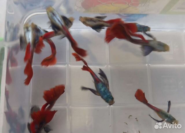 Гуппи Дамбо ред тейл