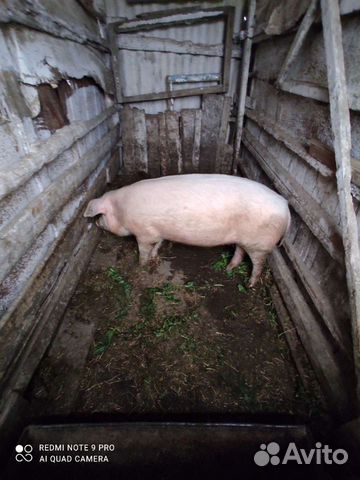 Кабан кастрированный