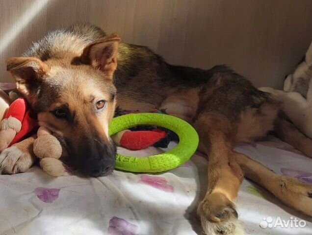 Собака-спинальник