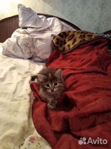 Котёнок в добрые руки