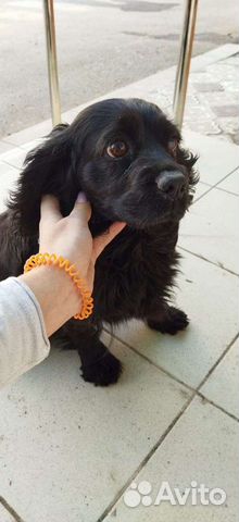 Спаниель метис
