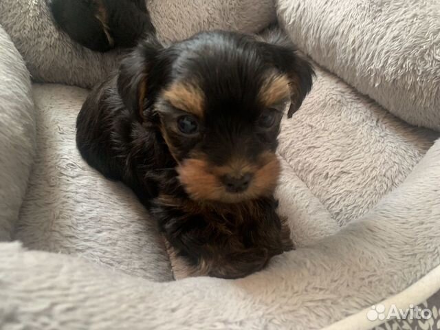 Йоркширский терьер мини беби фейс щенки