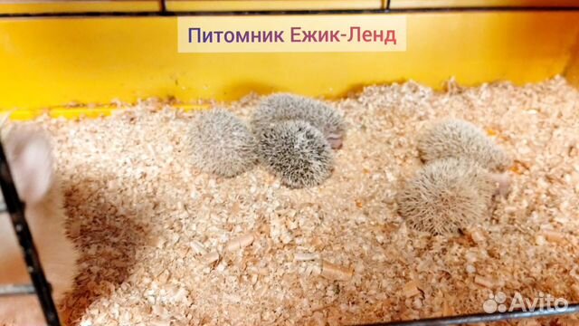 Африканские ёжики из питомника