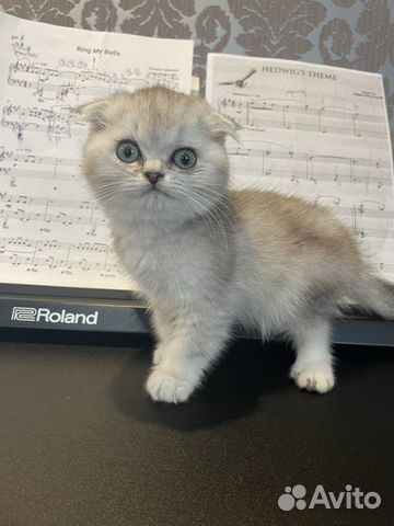 Шотландские вислоухие