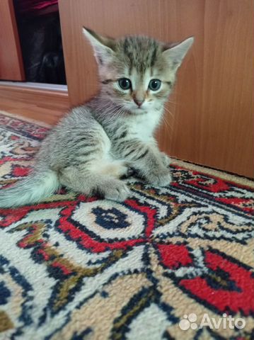 Кошки в добрые руки бесплатно