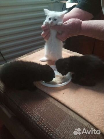 Котята в добрые руки, мамочка вислоухая