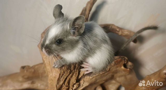 Дегу малыши