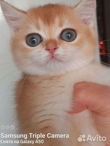 Британская золотая шиншилла мальчик