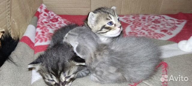 Котята манчкин