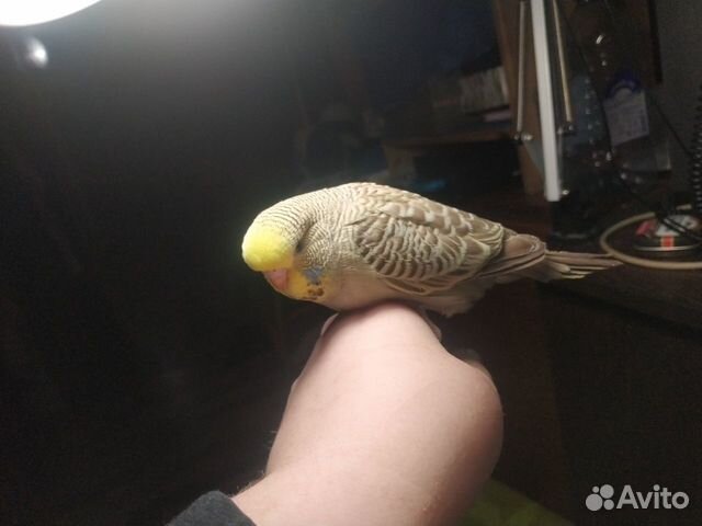 Волнистый попугай-чех птенец