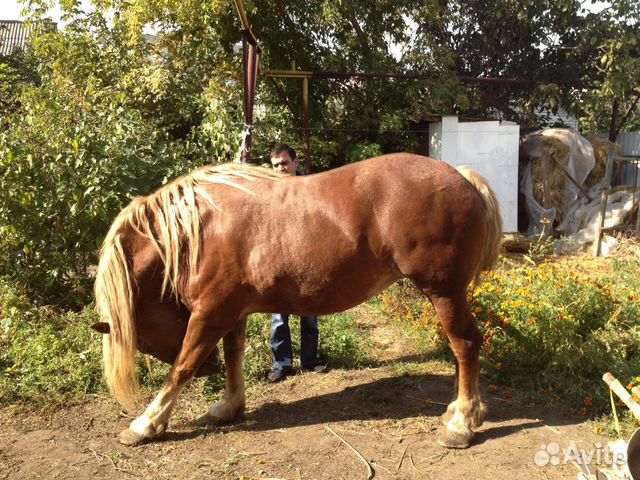 Кобыла Советский тяжеловоз