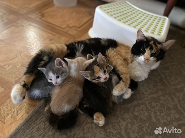 2 умных котейки (девочки)