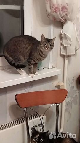 Сима