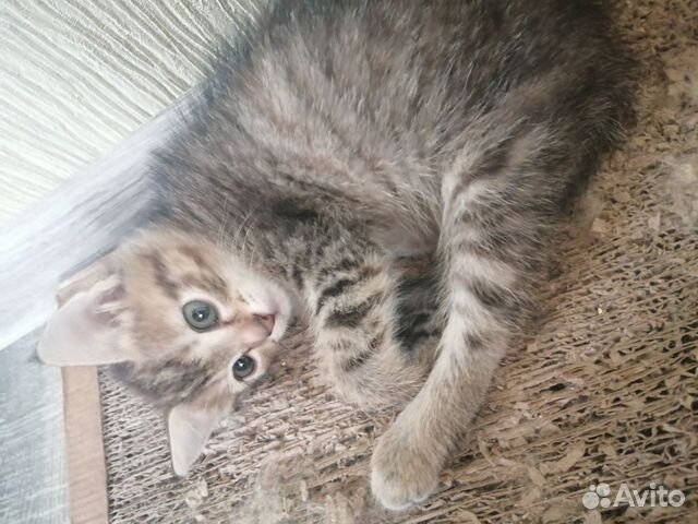 Трехцветная красотка