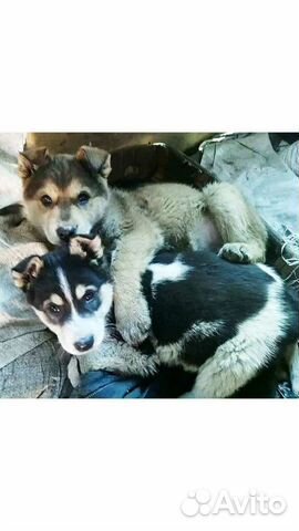 Щенки 1,5 месяца мальчик девочка