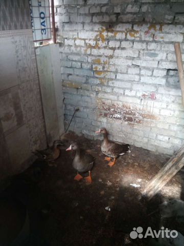 Белолобый гусь