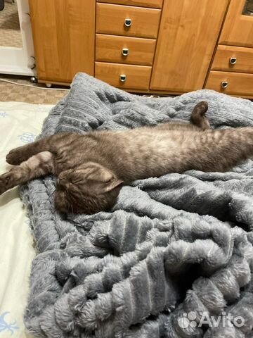 Котенок шотландский вислоухий