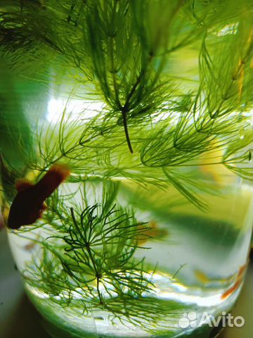 Меченосцы и гуппи бесплатно