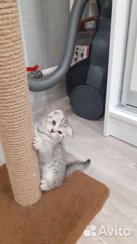 Вислоухая шотландочка