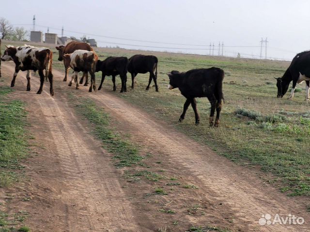 Каровы доеные, бычки