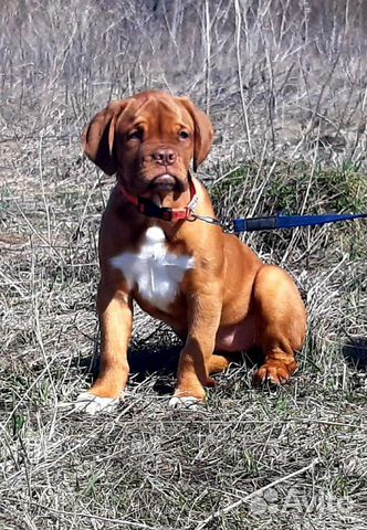 Бордоский дог