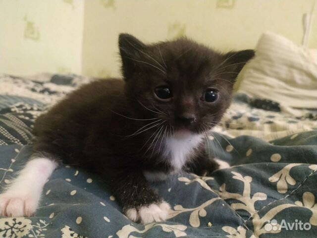 Месячные котята ищут дом