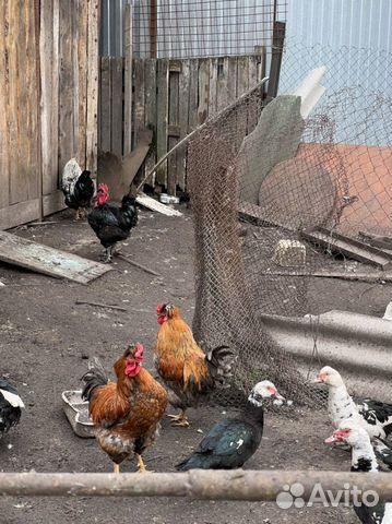 Петухи, гусаки, индоутки