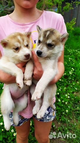Щенки сибирской хаски