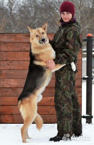 Самый человекоориентированный полуовчар
