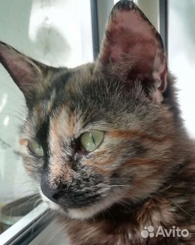 Кошечка в дар. Сьюзи