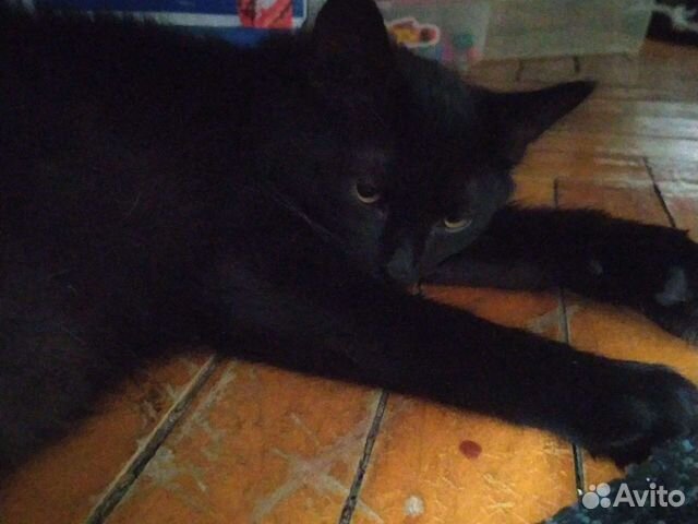 Отдам кота в добрые руки