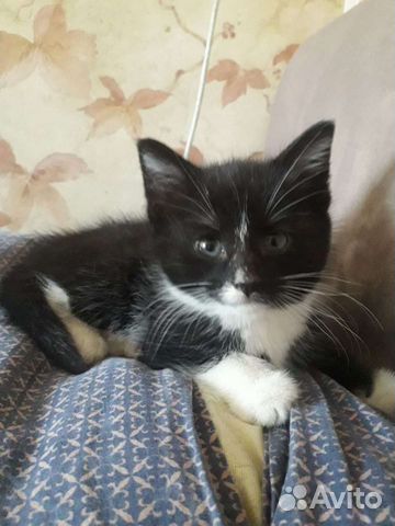 Котёнок Марк в добрые руки