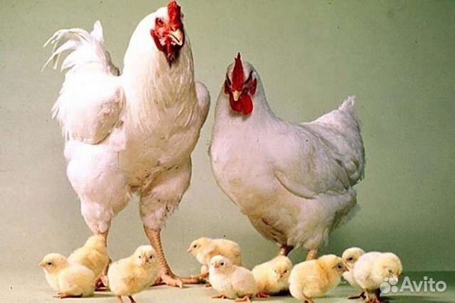 Цыплыта бройлеры