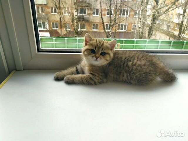 Британские котята