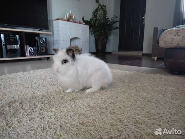 Декоративный кролик