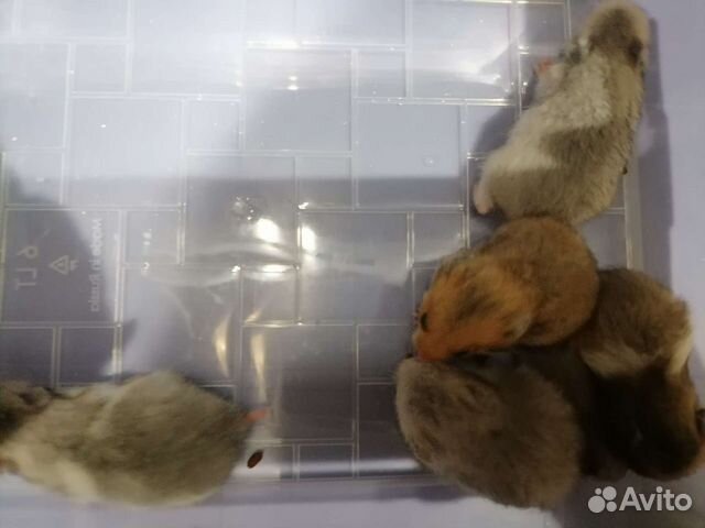 Сирийские хомячата