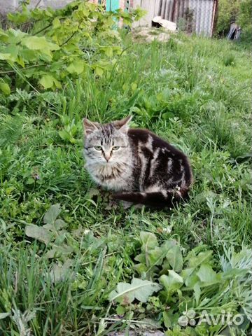 Китти ищет дом