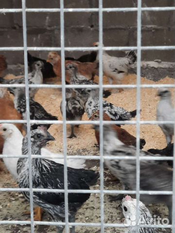 Цыплята люкиданзи синий яйца