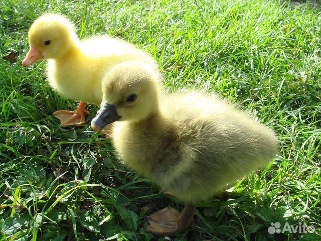 Гусята от 2х сут, линда, крупный серый
