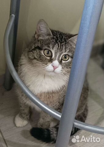 Забавная Рыся, 11 мес., в дар