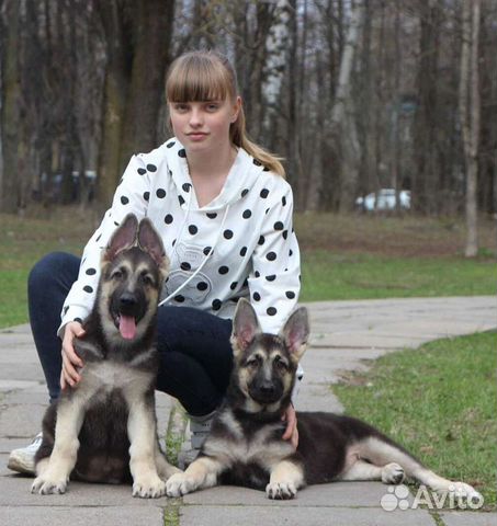 Восточноевропейская овчарка