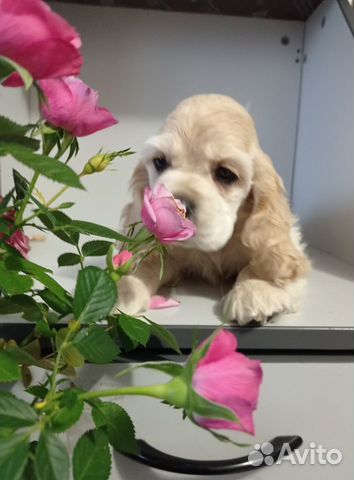 Милахи. Длинные ушки. Чудо детки Американцы