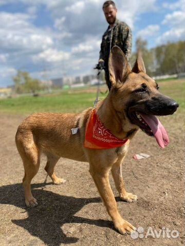 Бельгийская овчарка