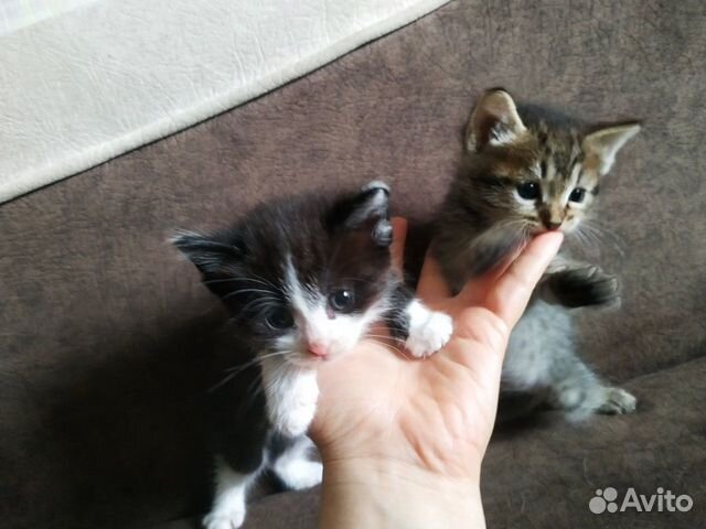 Котята в добрые руки даром