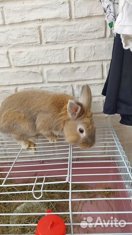 Декоративные кролики