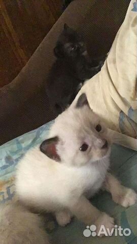 Котята