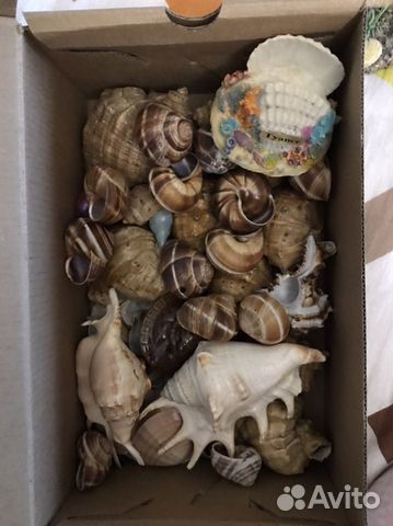 Ракушки(Бронь до 9. 05.)