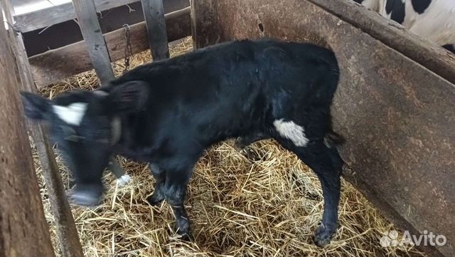 Тёлочка галштин